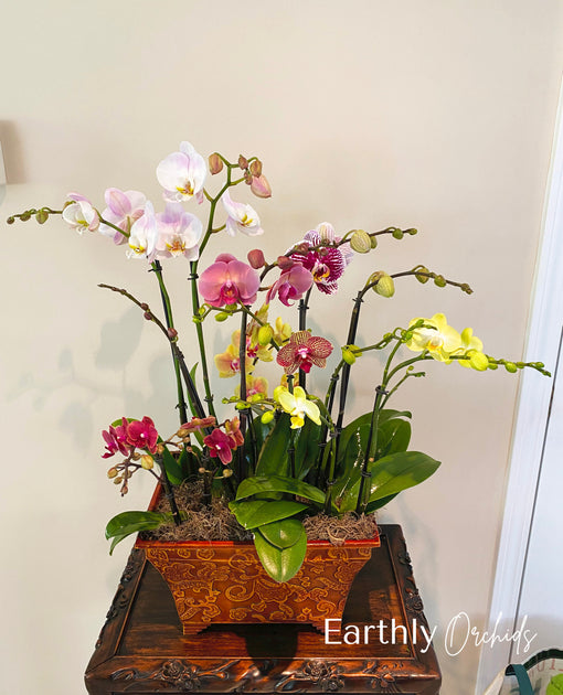 orchid gift