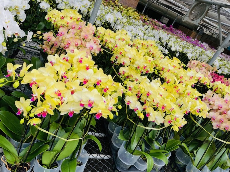 Available Orchids