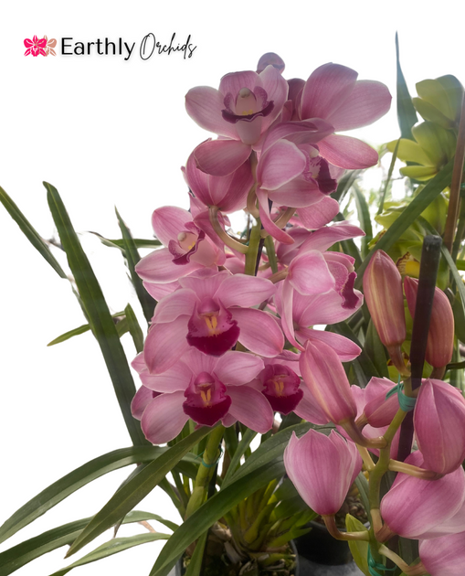 Earthly Orchids - Earthly Orchids Pink Cymbidium Orchid - Earth...