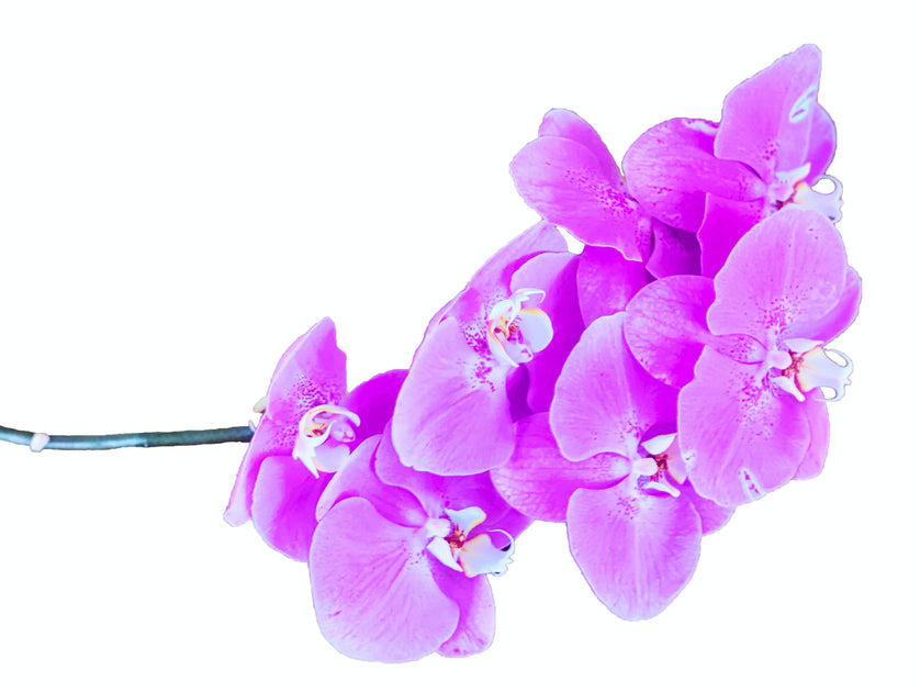 Earthly Orchids - Sweet Caroline Colorful Orchid Bouquet by Eart...
