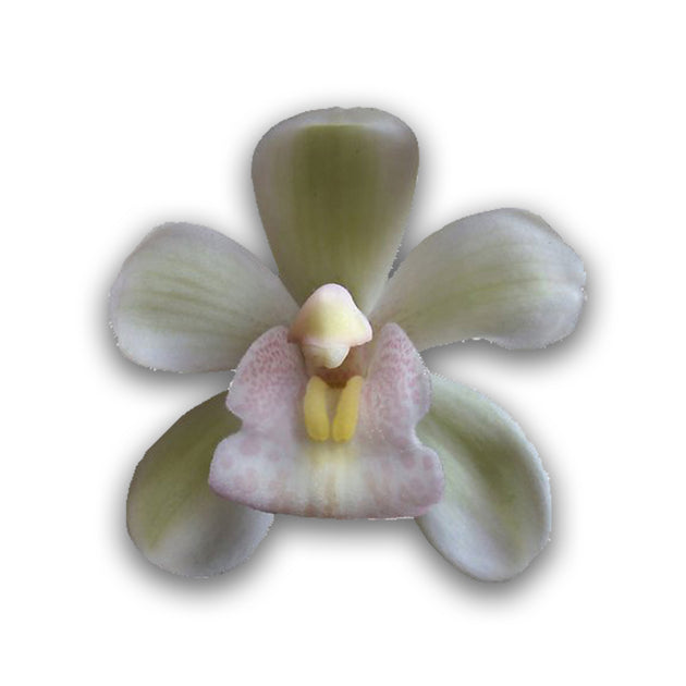 Earthly Orchids - Chrystal Snow Cymbidium Orchid by Earthly Orch...