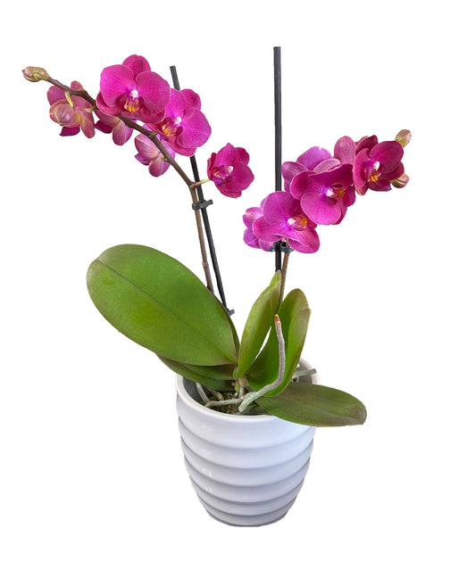 Earthly Orchids - Rouge Mini Orchid Plant by Earthly Orchids