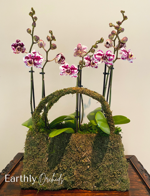 Earthly Orchids - Skittles Purse Orchid Arrangement by Earthly O...