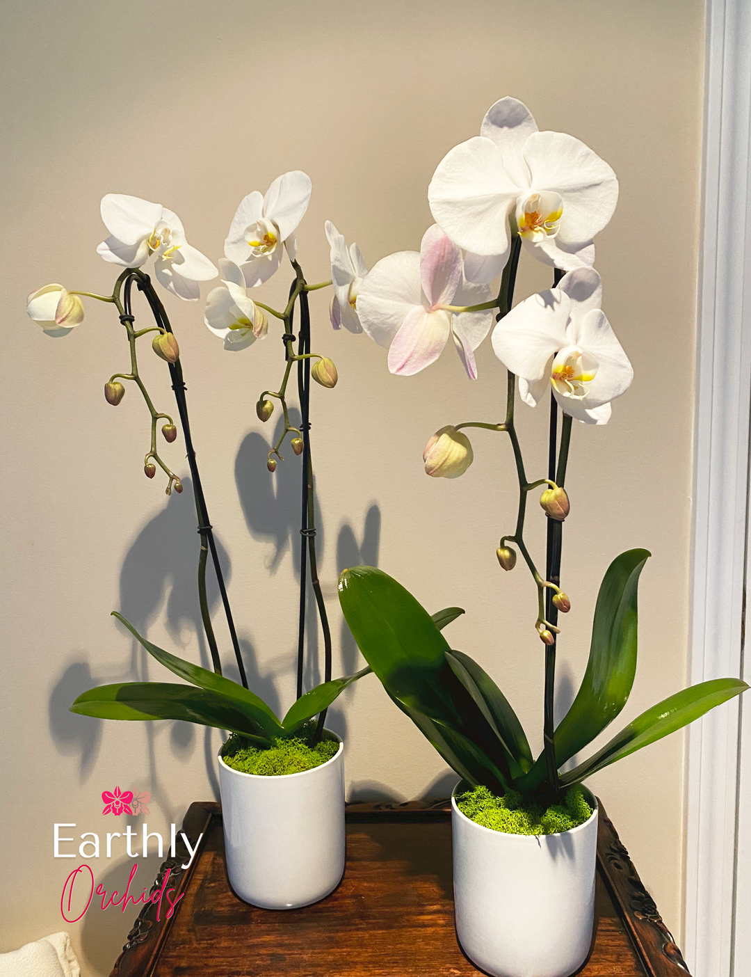 Phalaenopsis orchids for sale store